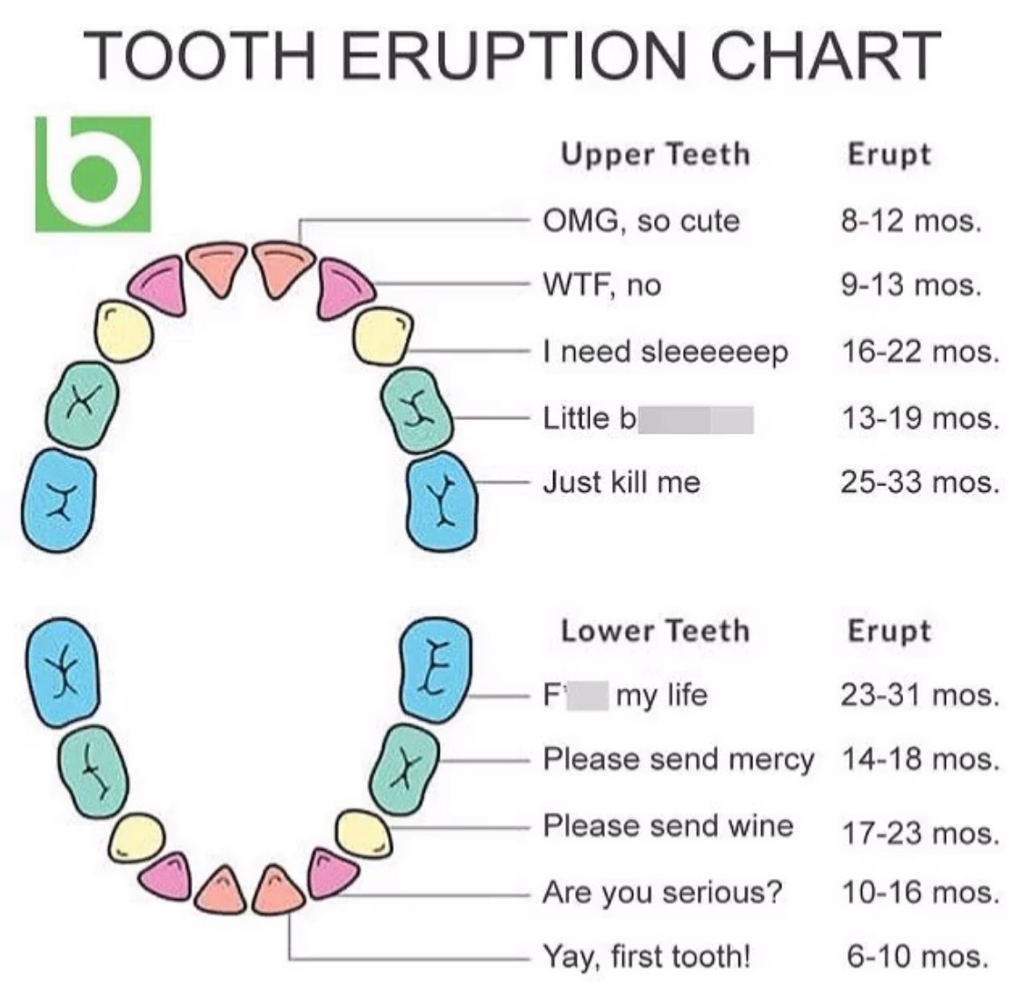 tooth-eruption-chart