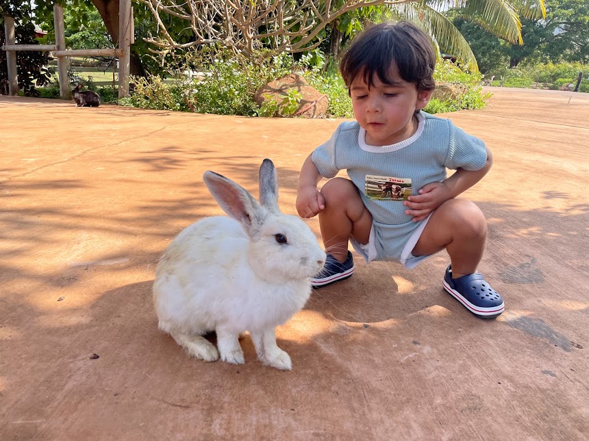 Lahaina Animal Farm : Eat Teach Blog